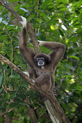 250 Lesser apes Stock Pictures, Editorial Images and Stock Photos ...