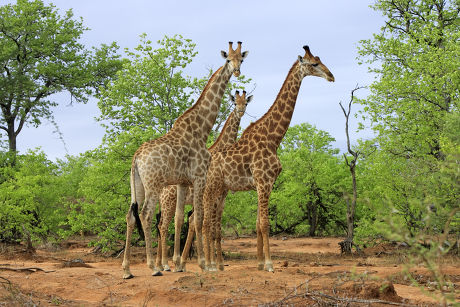 Cape Giraffe Giraffa Camelopardalis Three Adult Editorial Stock Photo ...