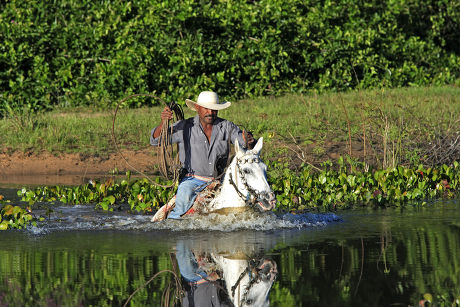 Pantanal Cowboy Riding Pantaneiro Horse Wetland Editorial Stock Photo ...