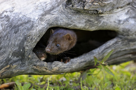 250 Animal dens Stock Pictures, Editorial Images and Stock Photos ...