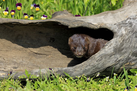 American Mink Mustela Vison Adult Den Editorial Stock Photo - Stock ...