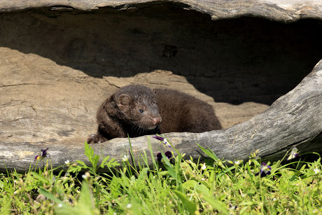 250 Animal dens Stock Pictures, Editorial Images and Stock Photos ...