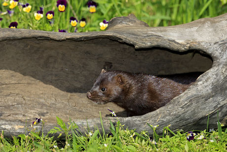 250 Animal dens Stock Pictures, Editorial Images and Stock Photos ...