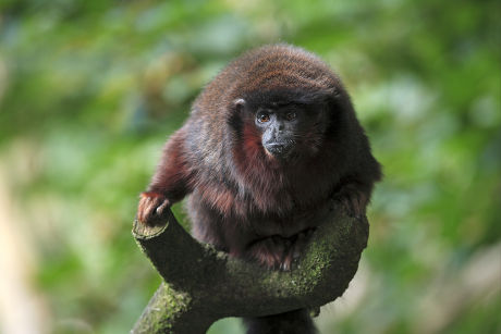 Dusky Titi Monkey Callicebus Moloch Adult Editorial Stock Photo - Stock ...