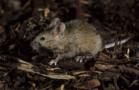 250 Dead mouse Stock Pictures, Editorial Images and Stock Photos ...