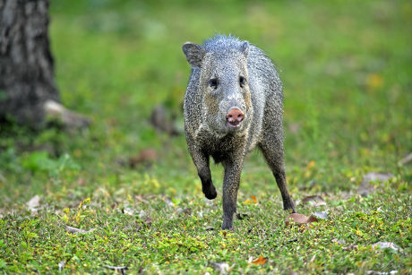 81 Javelina Stock Pictures, Editorial Images and Stock Photos ...