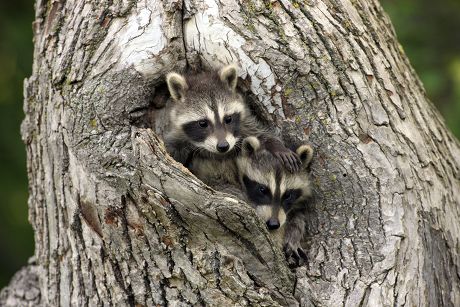 250 Animal dens Stock Pictures, Editorial Images and Stock Photos ...