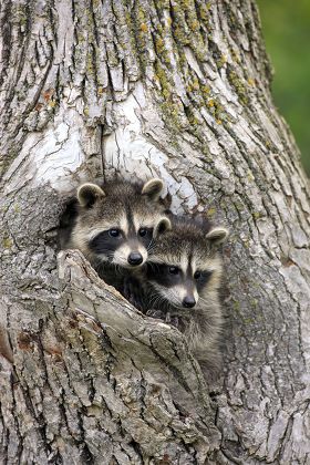 250 Animal dens Stock Pictures, Editorial Images and Stock Photos ...