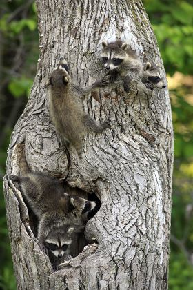 250 Animal dens Stock Pictures, Editorial Images and Stock Photos ...