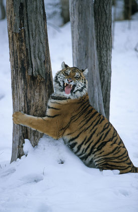 Siberian Tiger Panthera Tigris Altaica Paws Editorial Stock Photo ...