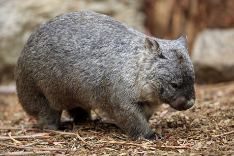 19 Common wombats Stock Pictures, Editorial Images and Stock Photos ...