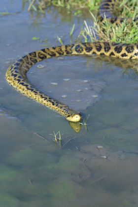Yellow Anaconda Eunectes Notaeus Adult Water Editorial Stock Photo ...