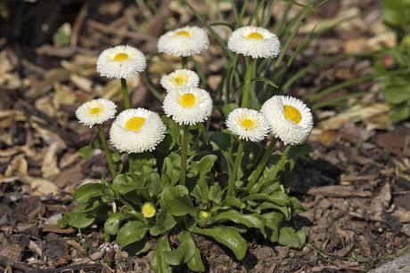Cultivated Daisy Bellis Perennis Flowering Garden Editorial Stock Photo ...