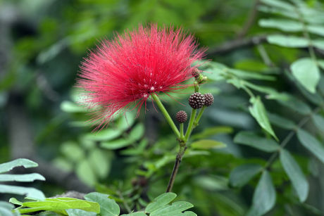 9 Powder puff plant Stock Pictures, Editorial Images and Stock Photos ...