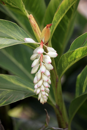 Shell Ginger Alpinia Zerumbet Flowering Australia Editorial Stock Photo ...
