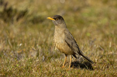 Falkland Thrush Turdus Falcklandii Falcklandii Adult Editorial Stock ...