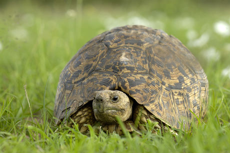 Leopard Tortoise Geochelone Pardalis Adult Masai Editorial Stock Photo ...