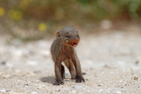 Banded Mongoose Mungos Mungo Baby Etosha Editorial Stock Photo - Stock ...