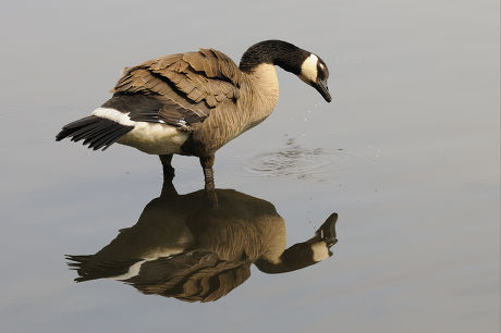 Canada Goose Branta Canadensis Adult Shaking Editorial Stock Photo ...