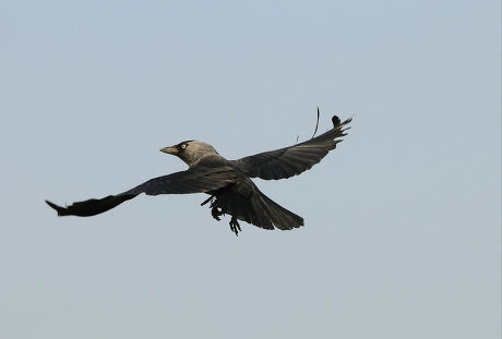 Jackdaw Corvus Monedula Adult Flight Oxfordshire Editorial Stock Photo ...