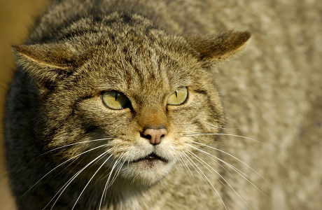 87 Cats ears Stock Pictures, Editorial Images and Stock Photos ...