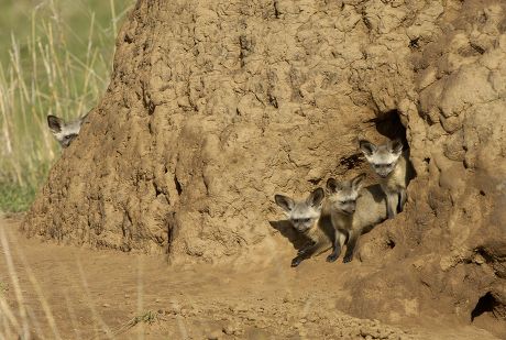 250 Animal dens Stock Pictures, Editorial Images and Stock Photos ...
