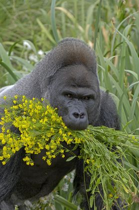 250 Silverbacks Stock Pictures, Editorial Images and Stock Photos ...