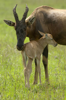 Common Tsessebe Damaliscus Lunatus Adult Female Editorial Stock Photo ...