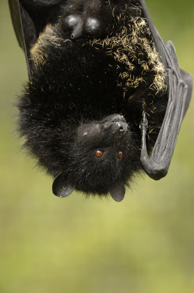 Livingstones Fruit Bat Pteropus Livingstonii Adult Editorial Stock ...