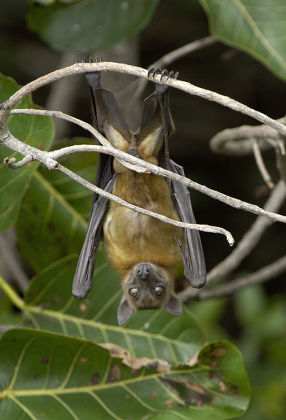 Strawcoloured Fruit Bat Eidolon Helvum Adult Editorial Stock Photo ...