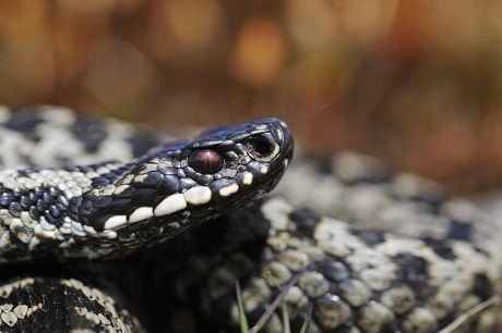 96 Common european adder Stock Pictures, Editorial Images and Stock ...