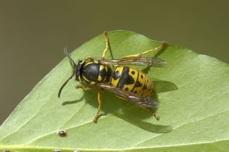 Common Wasp Vespa Vulgaris Adult Resting Editorial Stock Photo - Stock ...