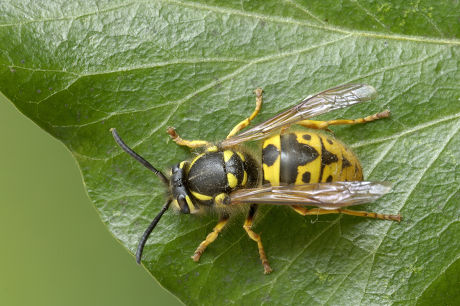 250 Common wasps Stock Pictures, Editorial Images and Stock Photos ...