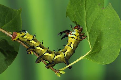 7 Hickory horned devil caterpillar Stock Pictures, Editorial Images and ...