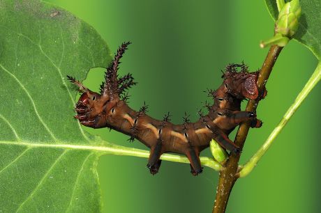 7 Hickory horned devil caterpillar Stock Pictures, Editorial Images and ...