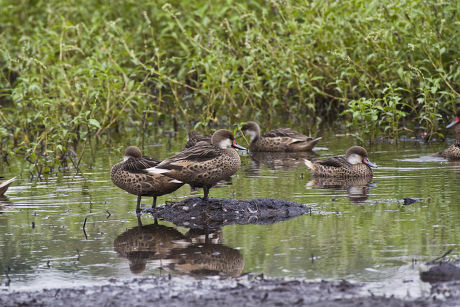 92 Pintails Stock Pictures, Editorial Images and Stock Photos ...