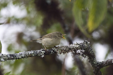 Green Warbler Finch Certhidea Olivacea Galapagos Editorial Stock Photo ...