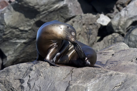500 Eared seals Stock Pictures, Editorial Images and Stock Photos ...