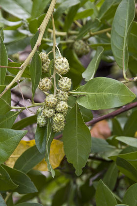 Button Mangrove Conocarpus Erectus Leaves Fruits Editorial Stock Photo ...