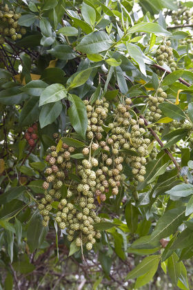 Button Mangrove Conocarpus Erectus Leaves Fruits Editorial Stock Photo ...