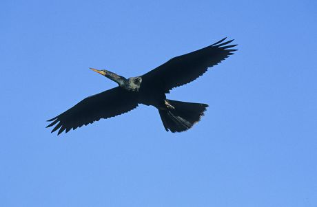 Anhinga Anhinga Anhinga Flight Usa Editorial Stock Photo - Stock Image ...