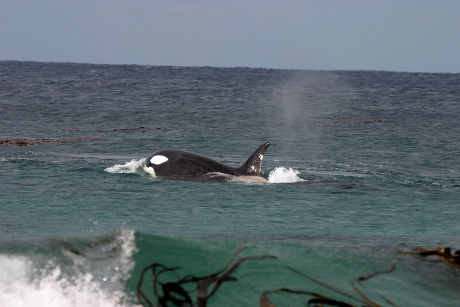 Killer Whale Orcinus Orca Breaking Water Editorial Stock Photo - Stock ...