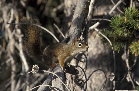 1,000 Sciurid Stock Pictures, Editorial Images and Stock Photos ...