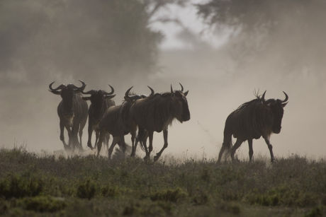 250 Gnu migration Stock Pictures, Editorial Images and Stock Photos ...