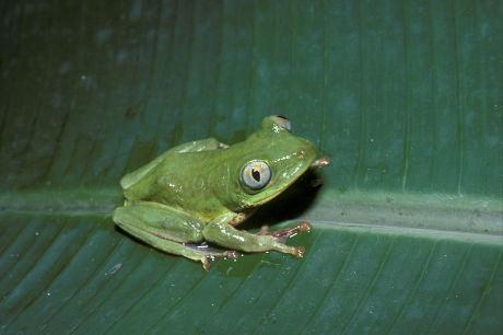 Seychelles Tree Frog Megalixalus Seychellensis Praslin - Foto de stock ...