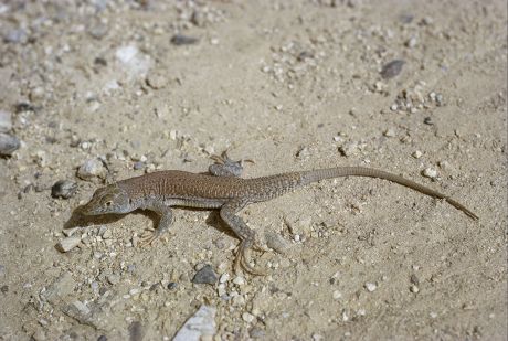 5 Fringe toed lizards Stock Pictures, Editorial Images and Stock Photos ...