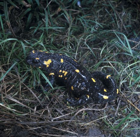 59 Fire salamanders Stock Pictures, Editorial Images and Stock Photos ...