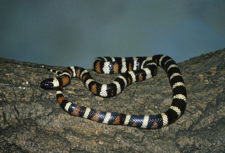 20 Kingsnake Stock Pictures, Editorial Images and Stock Photos ...
