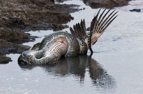 500 Constrictor Stock Pictures, Editorial Images and Stock Photos ...