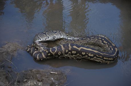 17 African rock pythons Stock Pictures, Editorial Images and Stock ...